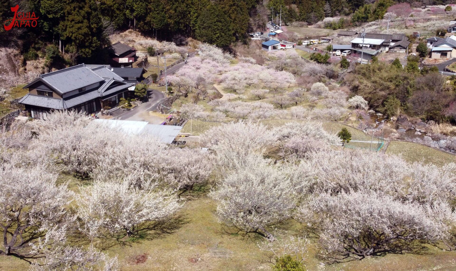 Festival da Flor de Ameixa de Kaore - Guia Japão