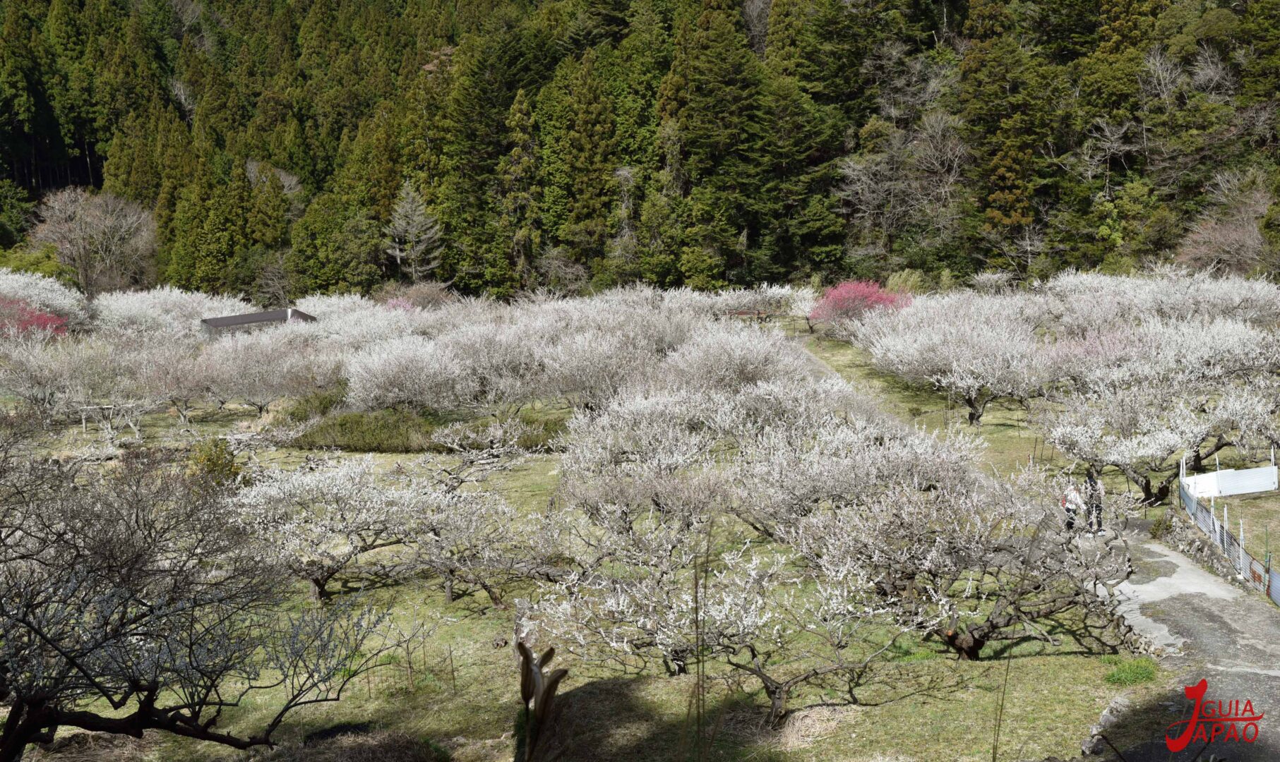 Festival da Flor de Ameixa de Kaore - Guia Japão