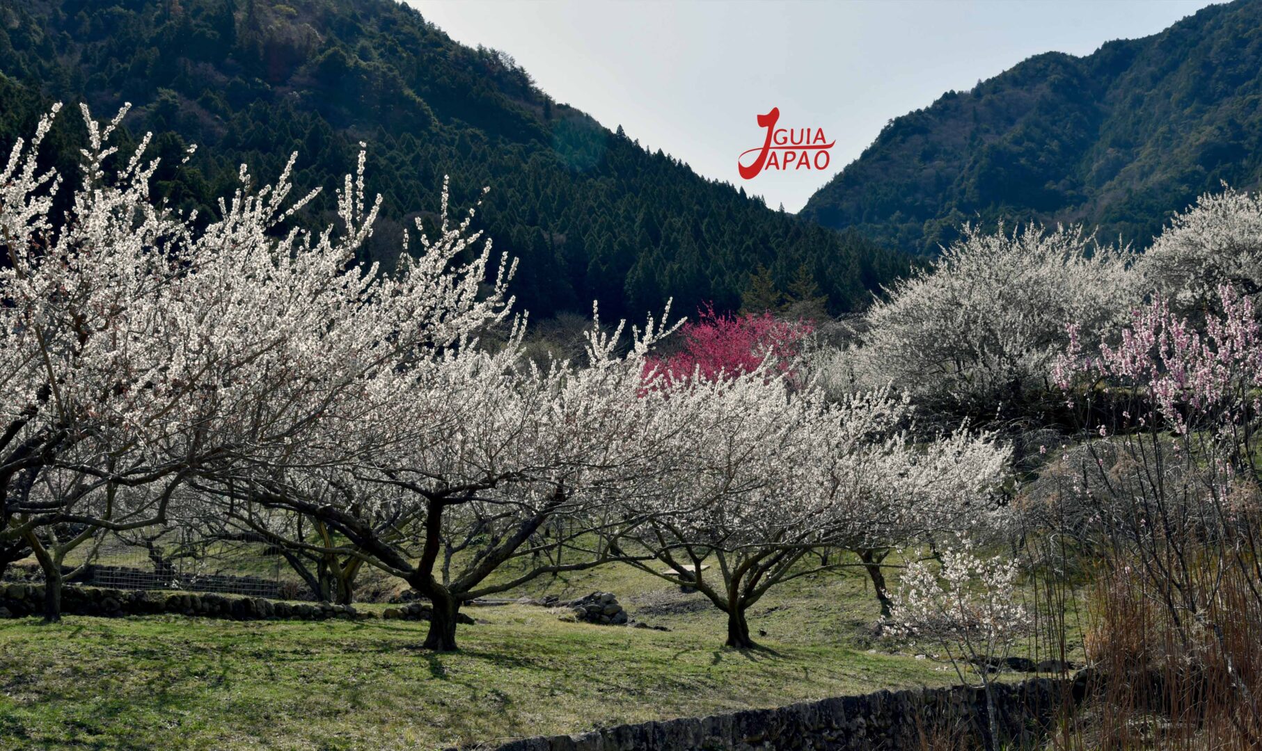 Festival da Flor de Ameixa de Kaore - Guia Japão
