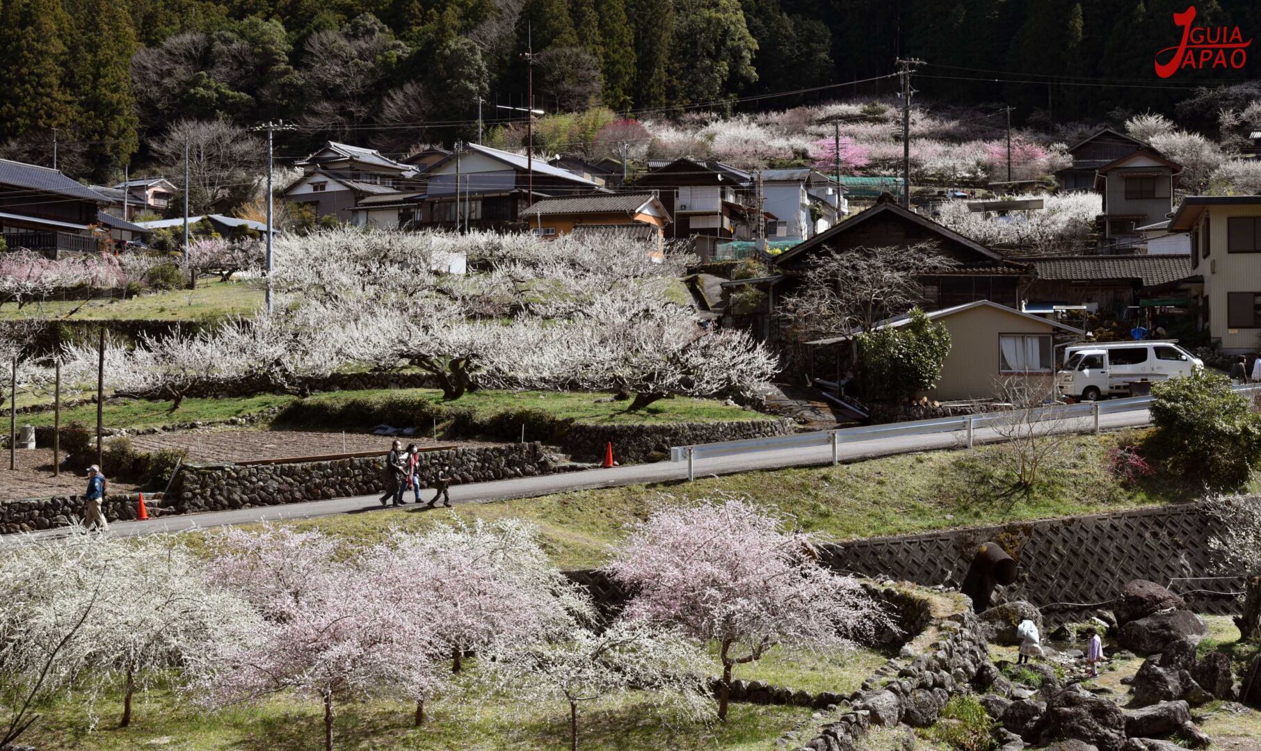 Festival da Flor de Ameixa de Kaore - Guia Japão