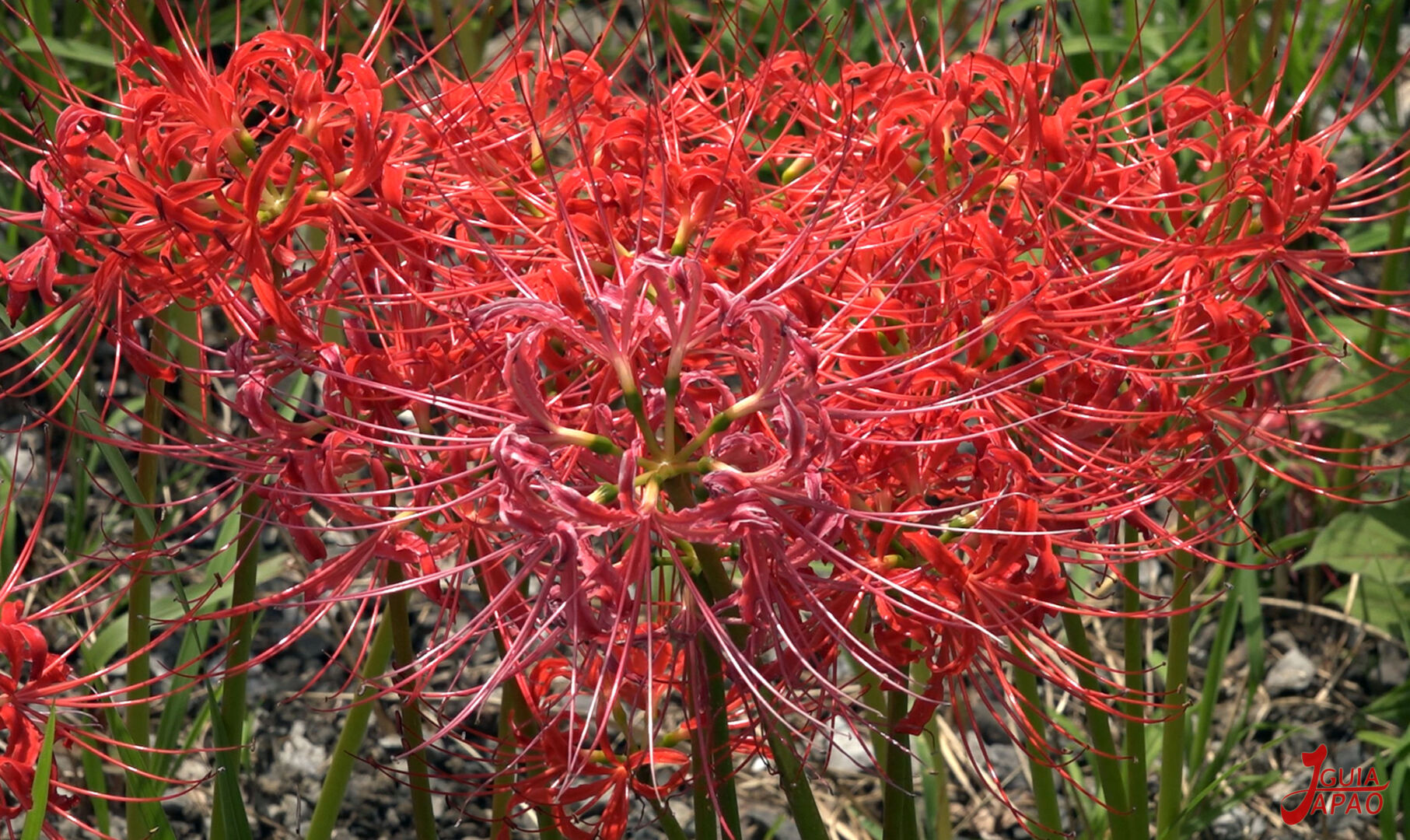 Lírio-Aranha do rio Tsuya da cidade de Kaizu - Guia Japão