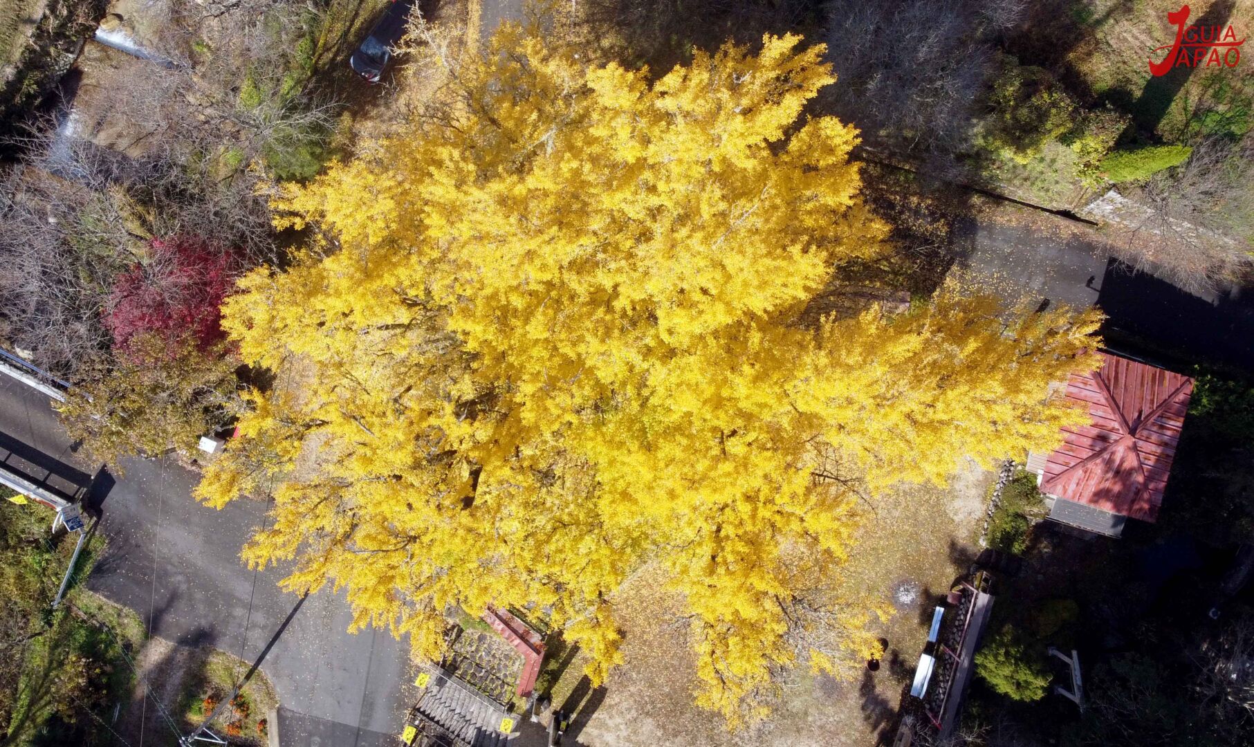 Grande árvore Ginkgo Biloba do Templo Chorakuji - Guia Japão